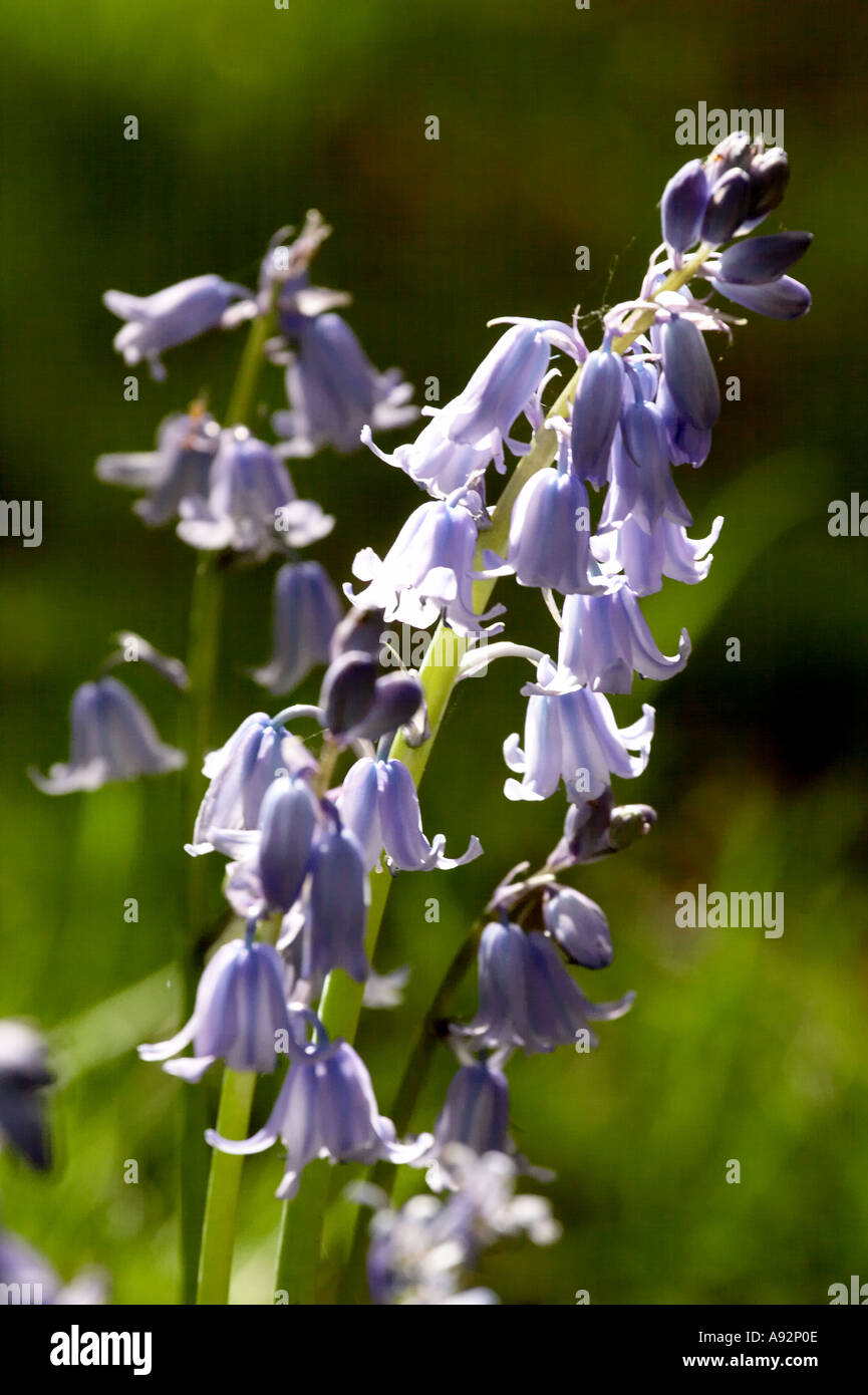 Blue Bells in Spring in a woodland Stock Photo - Alamy