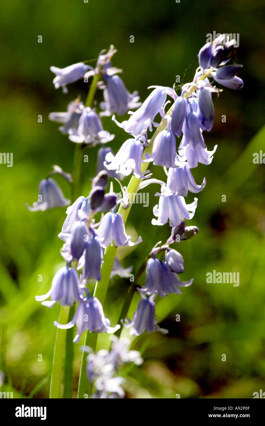 Blue Bells in Spring in a woodland Stock Photo - Alamy