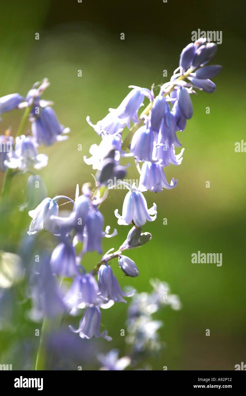 Blue Bells in Spring in a woodland Stock Photo - Alamy