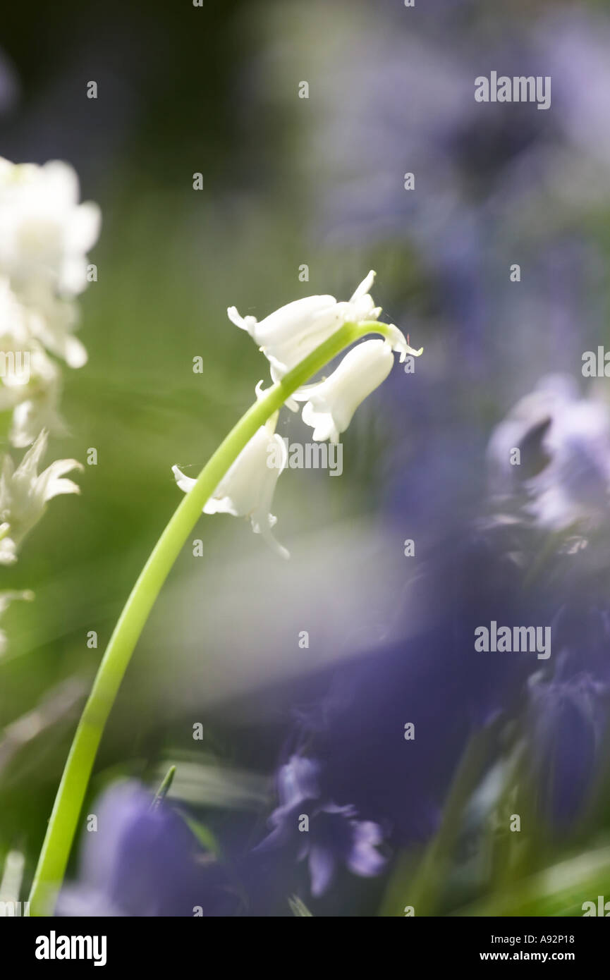 Blue Bells in Spring in a woodland Stock Photo - Alamy
