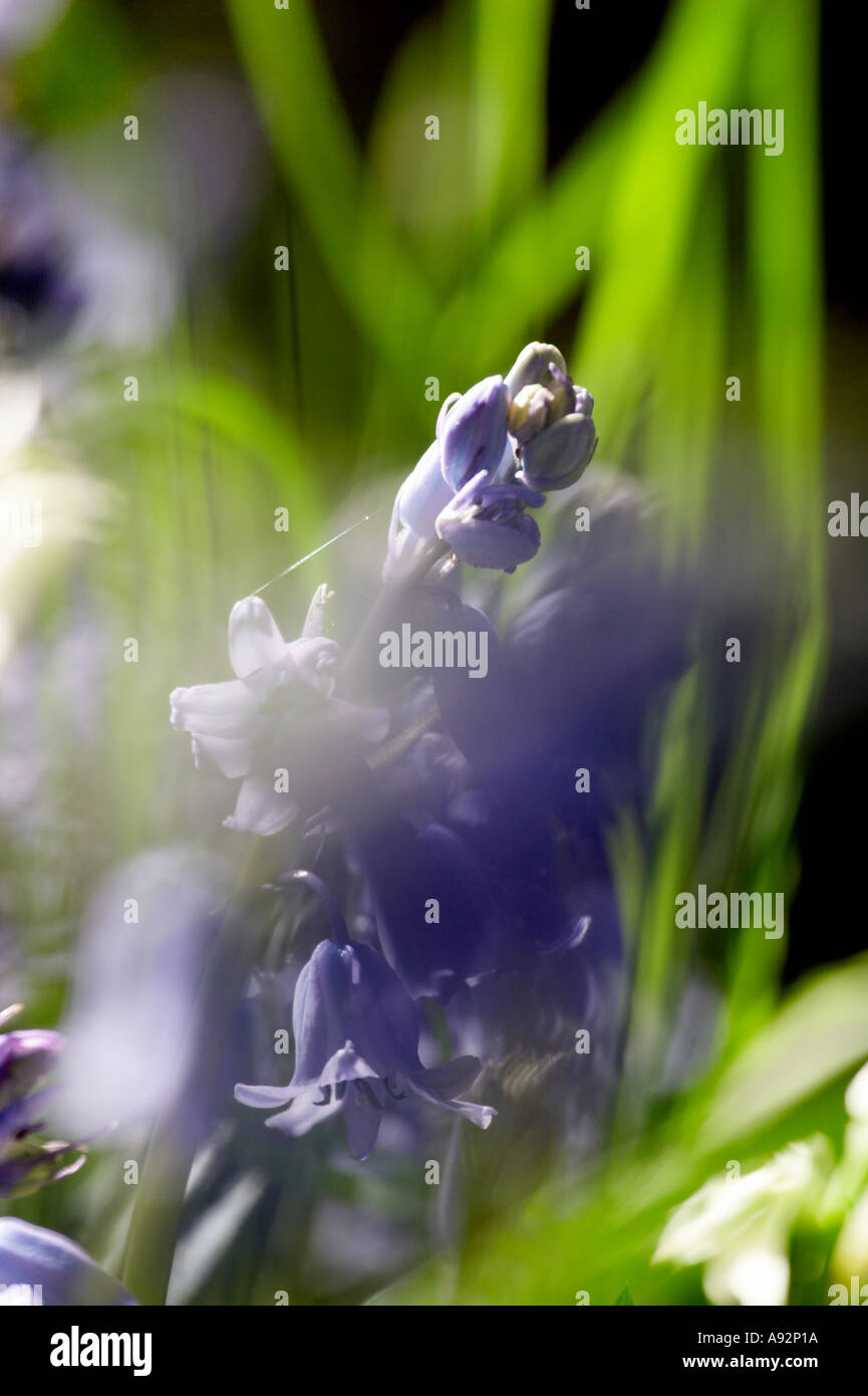 Blue Bells in Spring in a woodland Stock Photo - Alamy