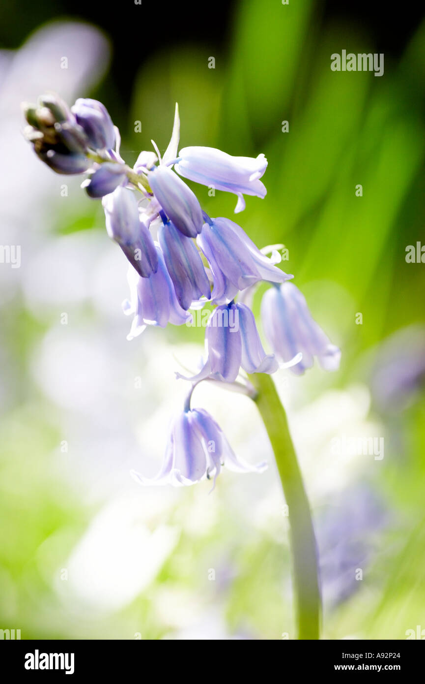 Blue Bells in Spring in a woodland Stock Photo - Alamy