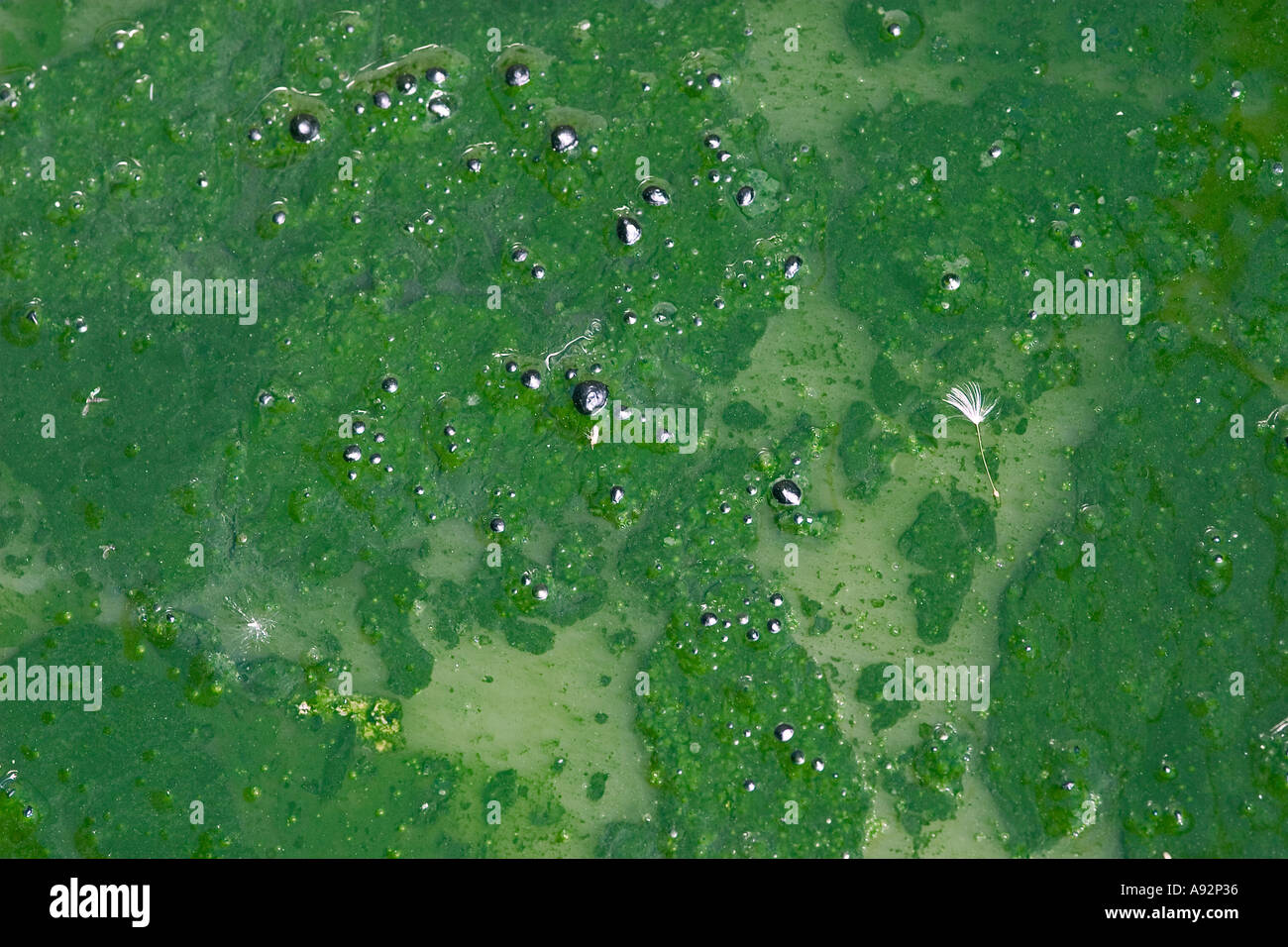 Green Disgusting Puddle with Oil Bubbles Stock Photo - Alamy