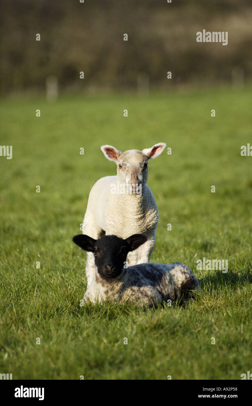Spring lambs wiltshire hi-res stock photography and images - Alamy