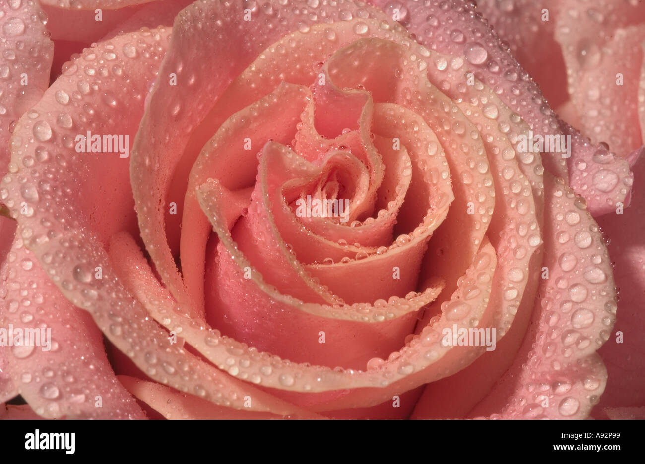 light pink rose Stock Photo - Alamy