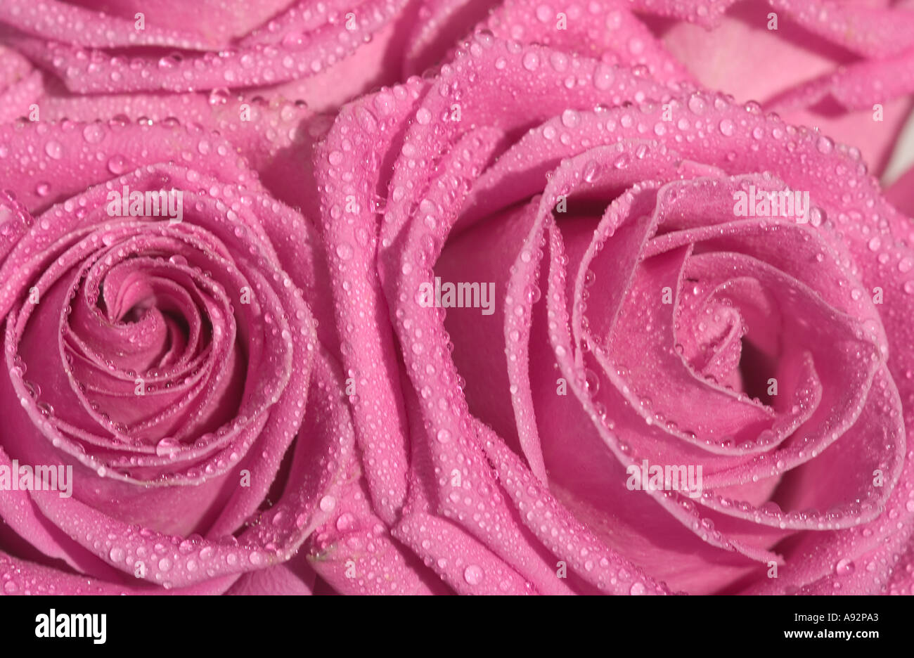 Plante fragile hi-res stock photography and images - Alamy