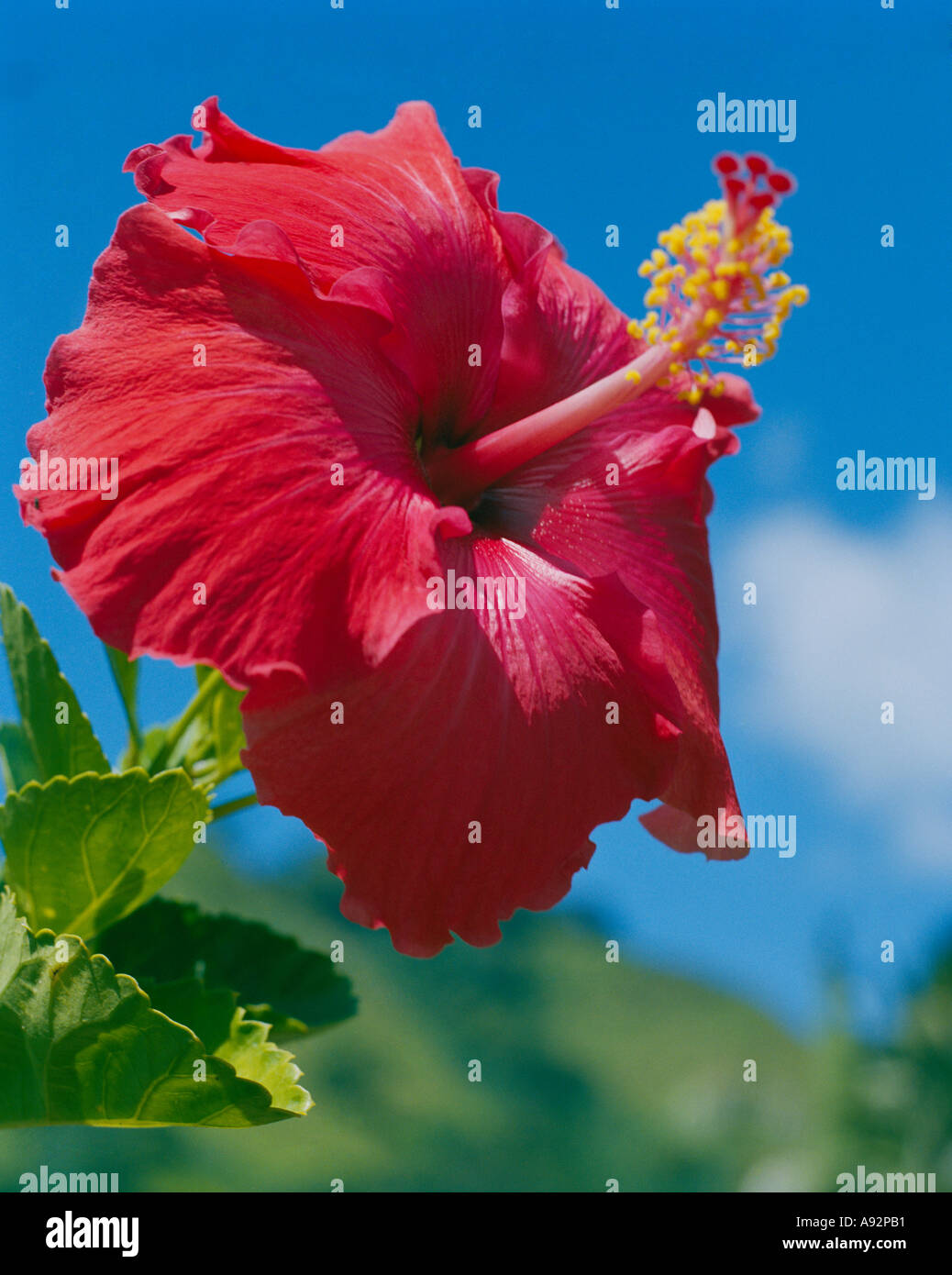 Hibiscus rouge hi-res stock photography and images - Alamy