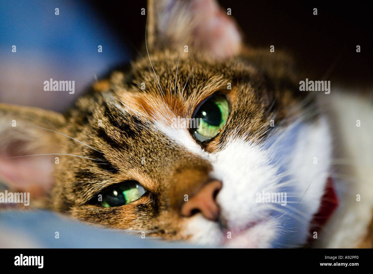 Second favorite hi-res stock photography and images - Alamy