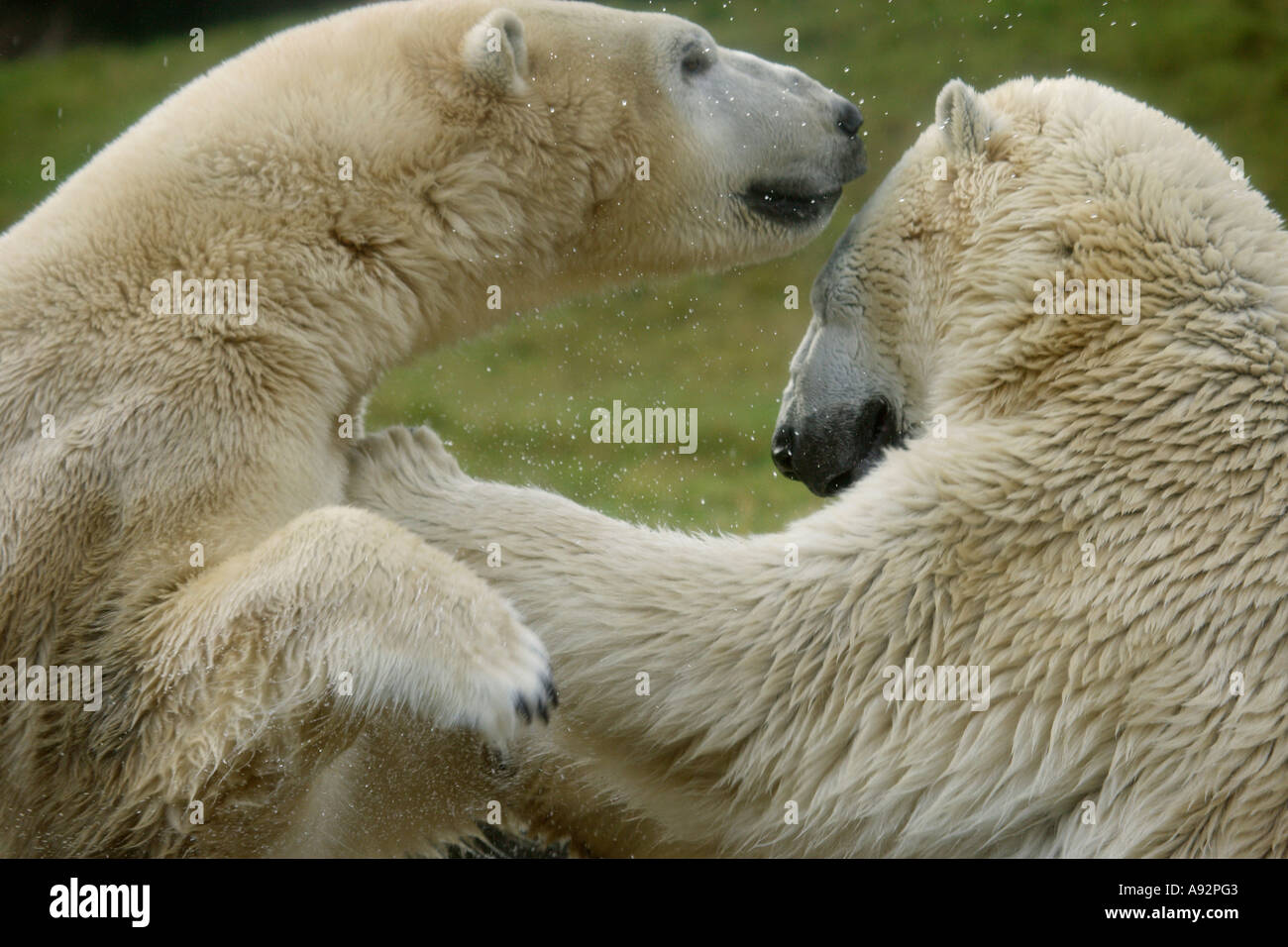 Polar bears claw hi-res stock photography and images - Alamy