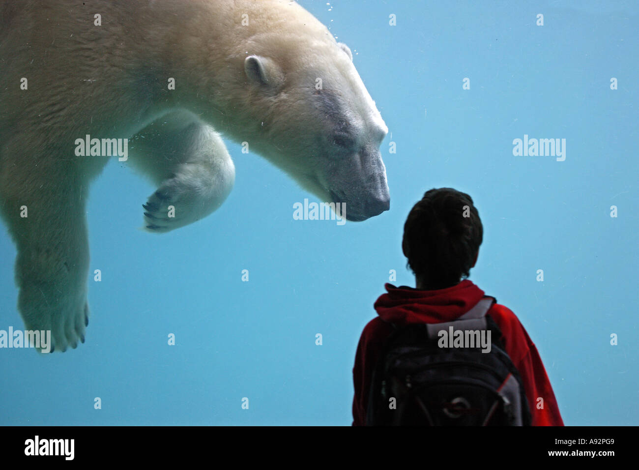 Point Defiance Zoo and Aquarium Tacoma Washington, USA Stock Photo - Alamy