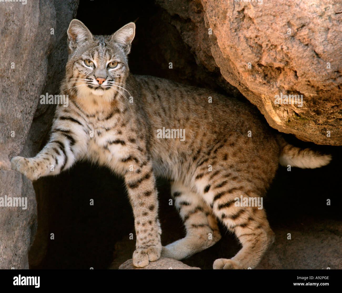 Bobcat cave hi-res stock photography and images - Alamy
