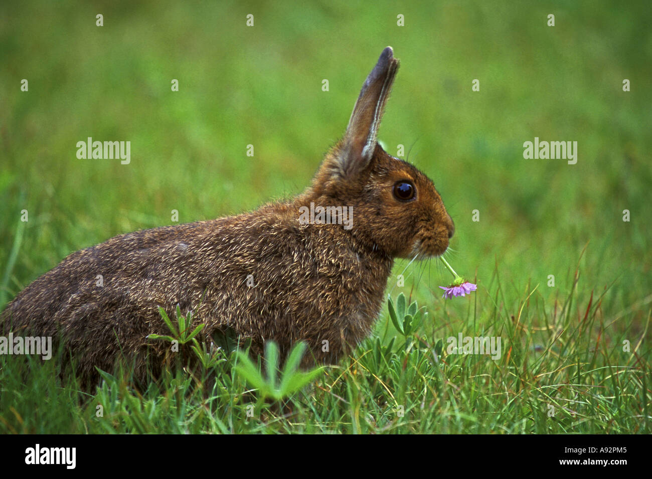 Rabbit side view eating grass hi-res stock photography and images - Alamy