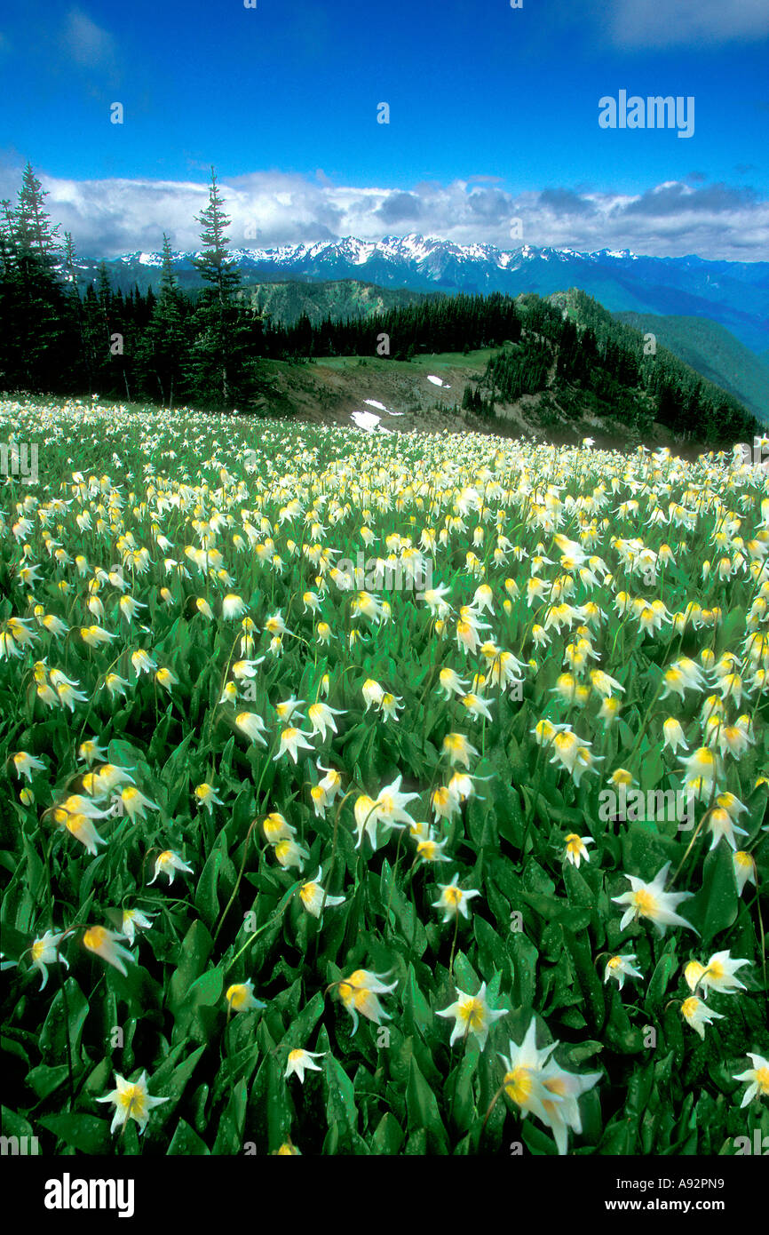 Sky high lilies hi-res stock photography and images - Alamy