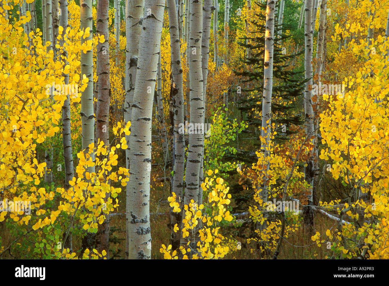 Aspen outdoors hi-res stock photography and images - Alamy