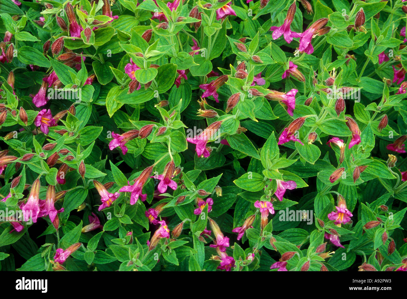 Lewis monkey flower hi-res stock photography and images - Alamy