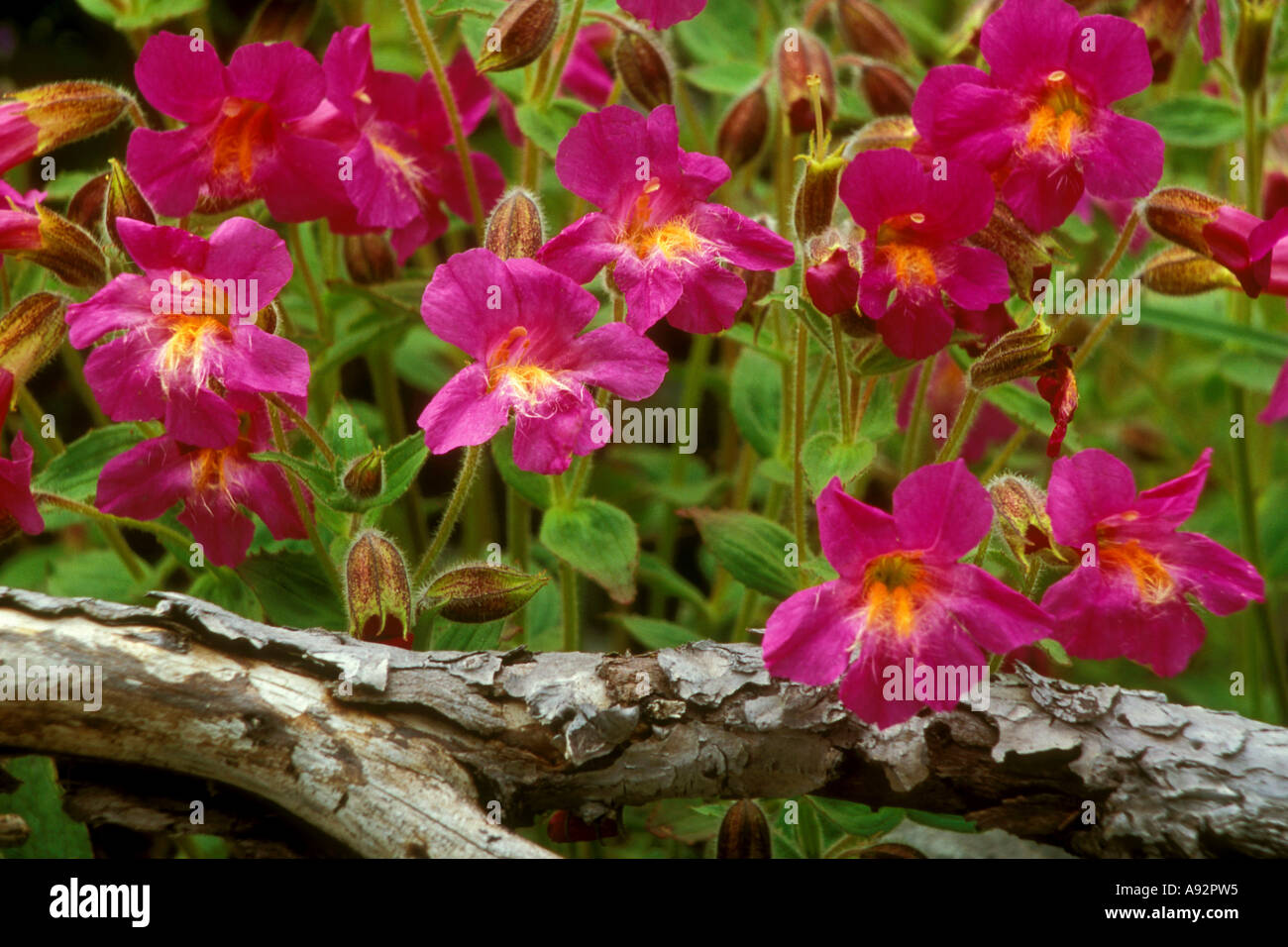 Lewis monkey flower hi-res stock photography and images - Alamy