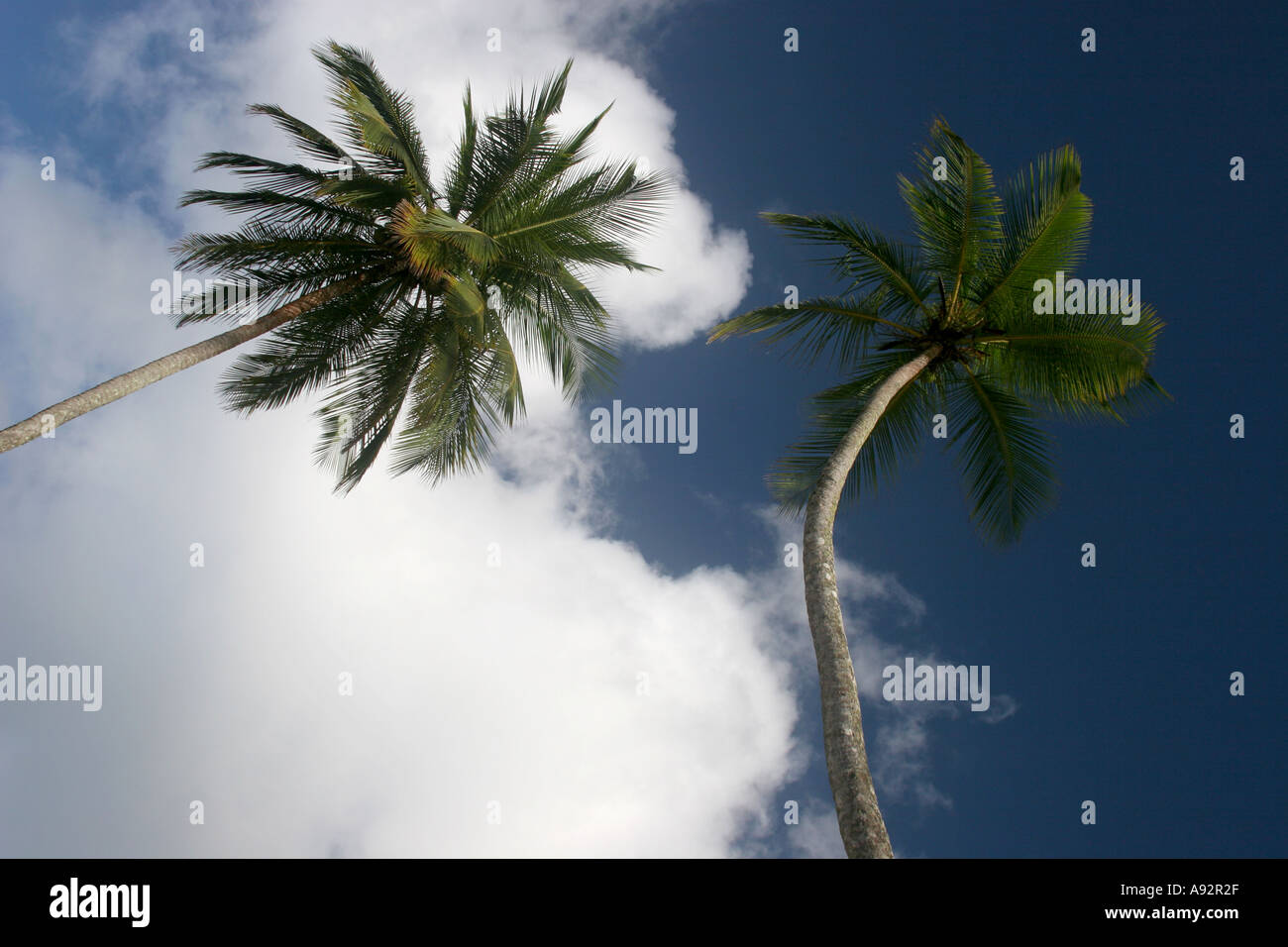 Palm trees seen from underneath under a beautiful blue sky Stock Photo ...