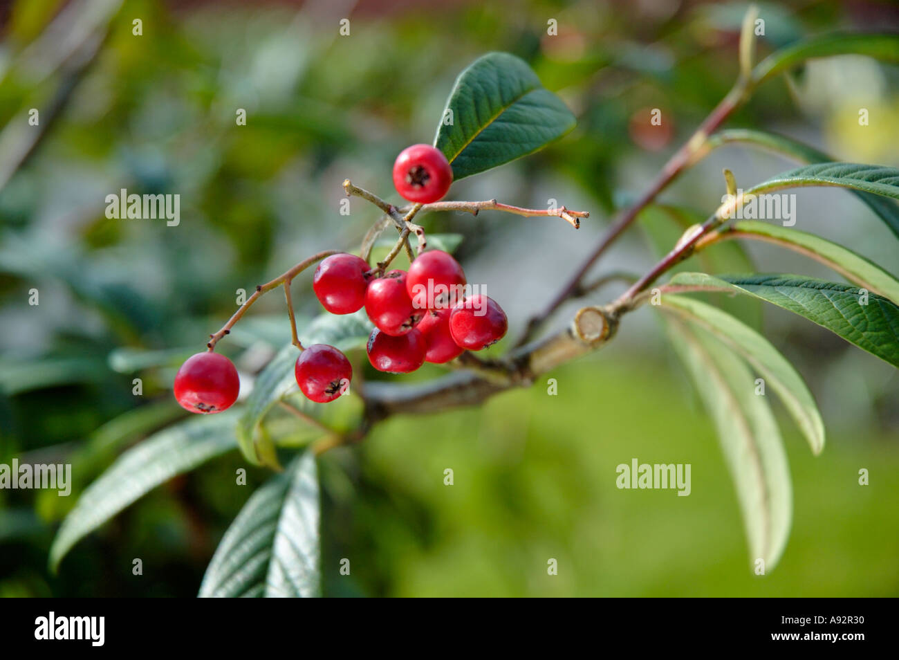 Red berries on bush Stock Photo - Alamy
