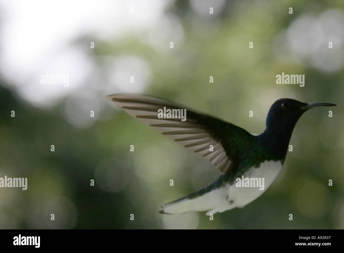 Asa wright and hummingbird hi-res stock photography and images - Alamy