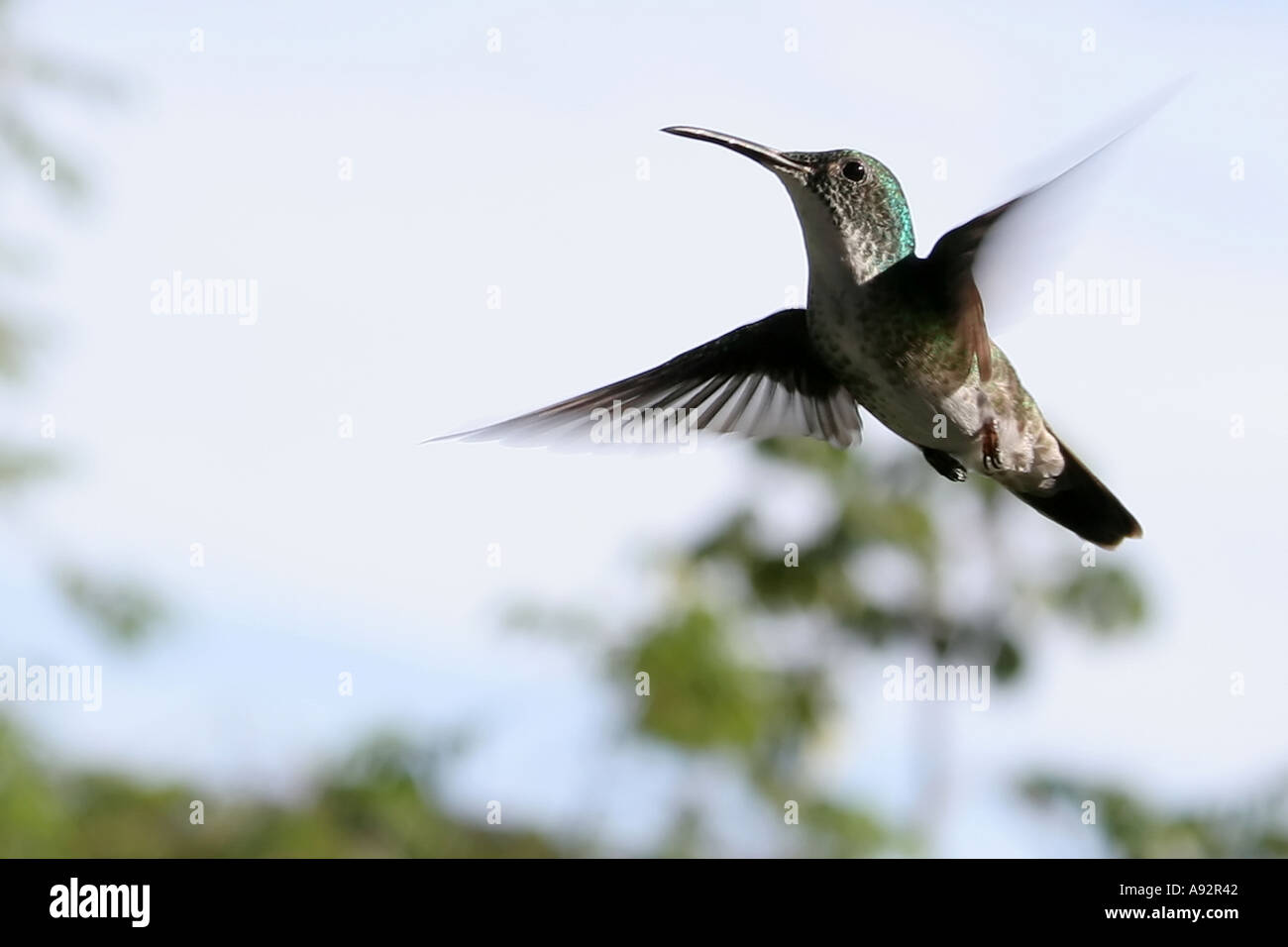 Asa wright and hummingbird hi-res stock photography and images - Alamy