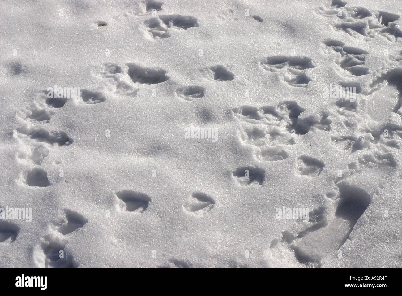Snowprints hi-res stock photography and images - Alamy