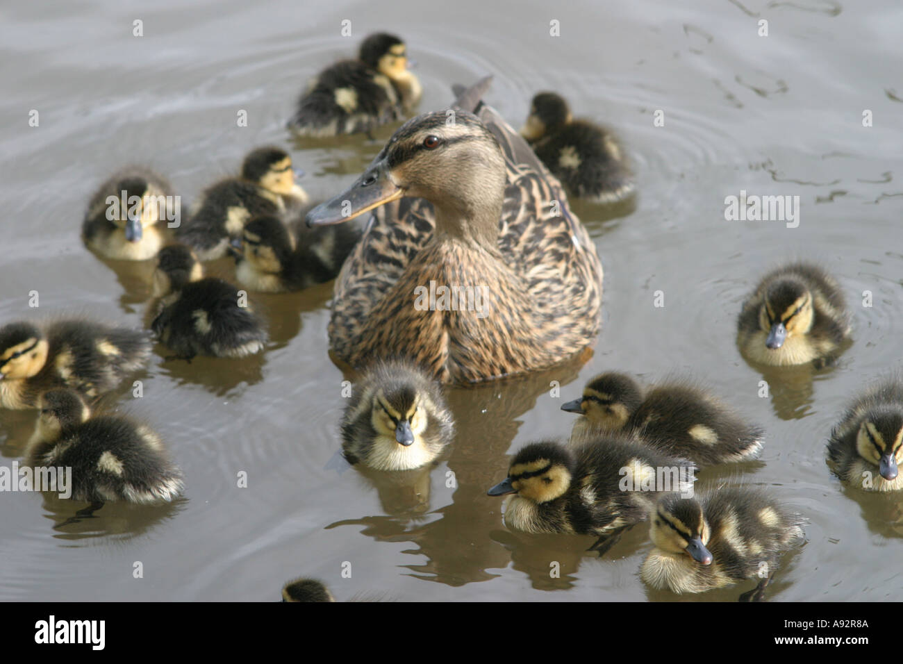 Mallard ducks watchful hi-res stock photography and images - Alamy