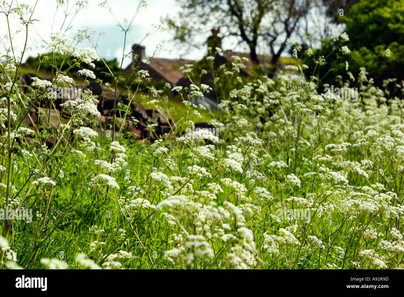 English hedgerow hi-res stock photography and images - Alamy