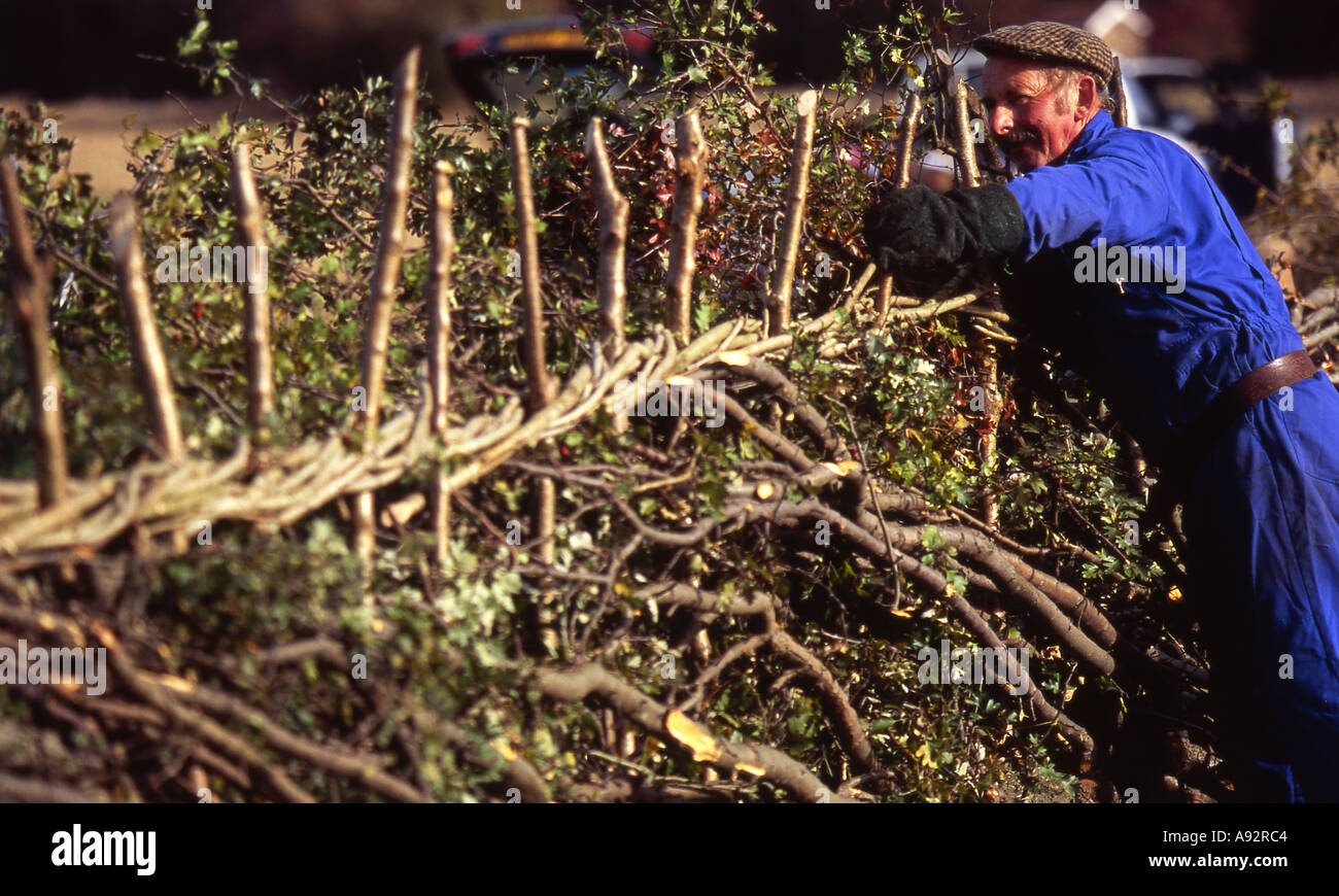 Hedge layer hi-res stock photography and images - Alamy