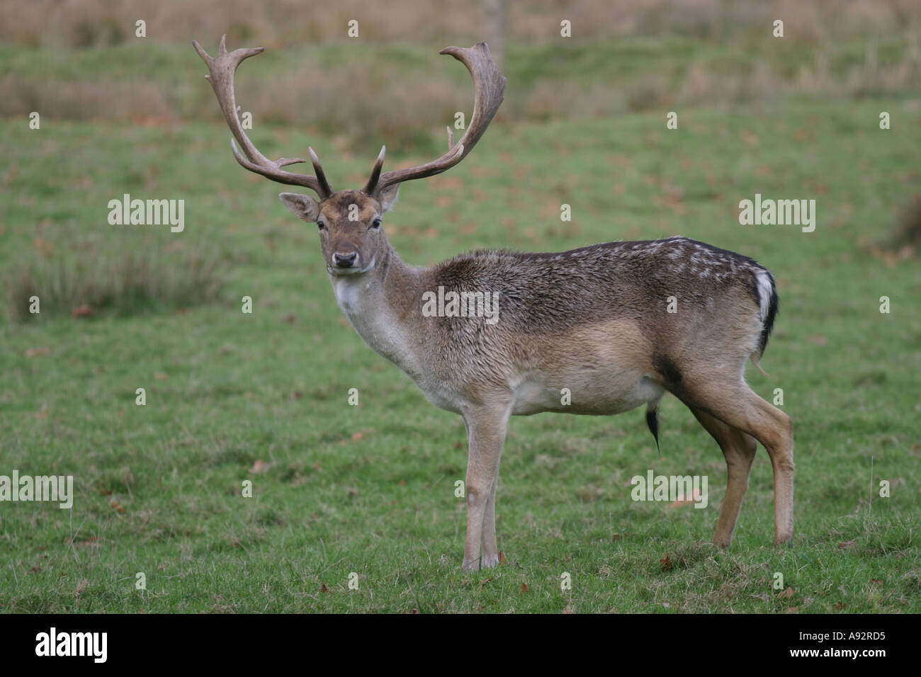 Stag at bay hi-res stock photography and images - Alamy