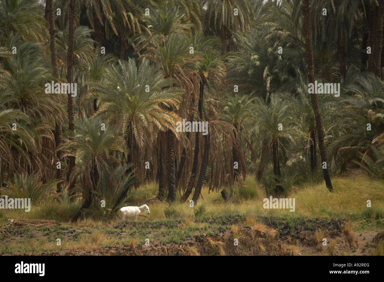 Nile River Valley Egypt Stock Photo - Alamy