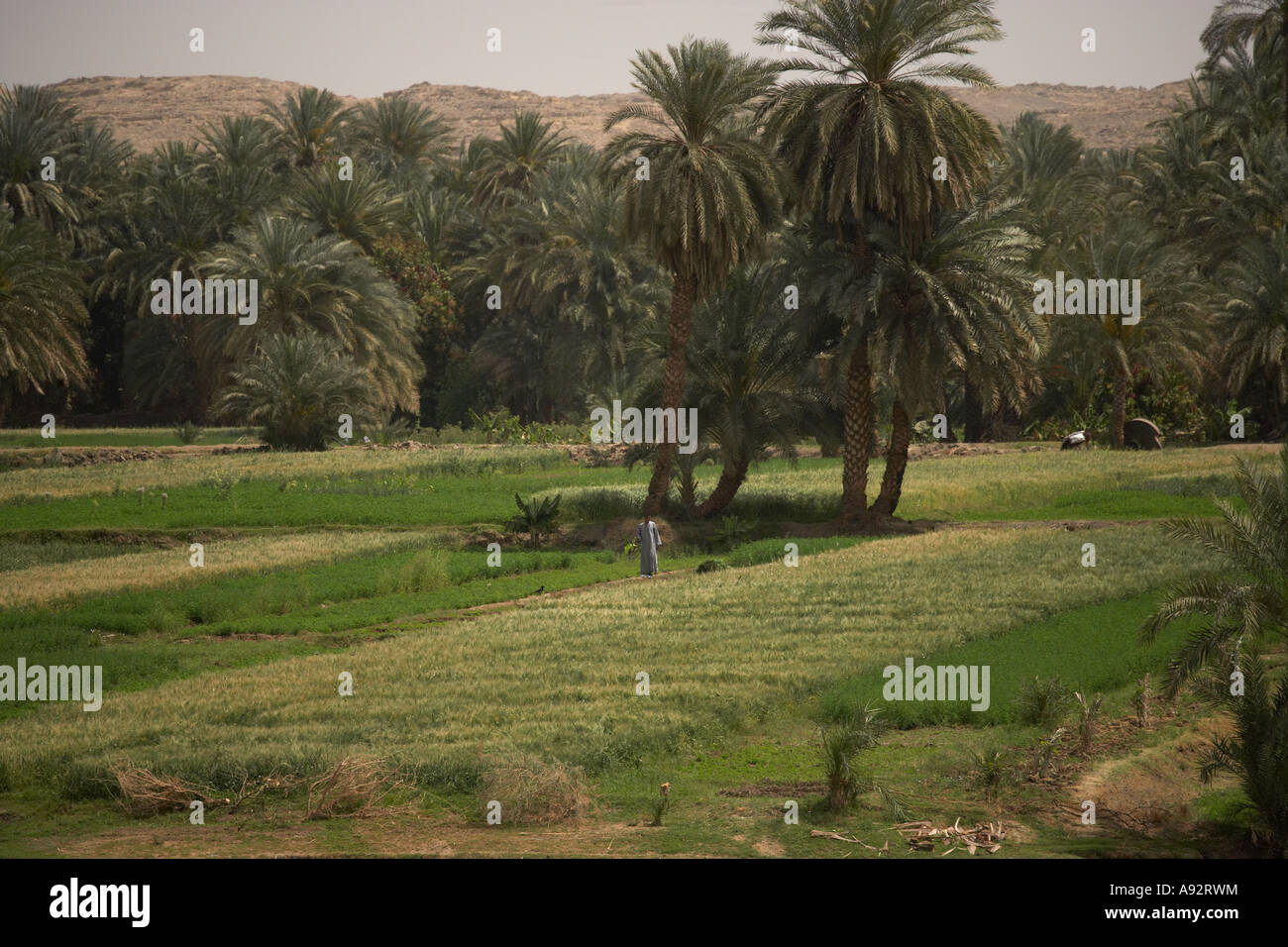 Nile river valley hi-res stock photography and images - Alamy