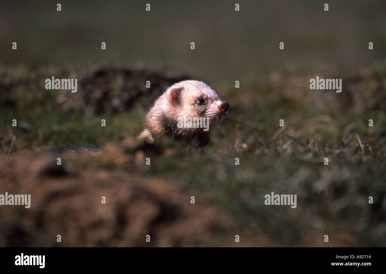 Ferreting for rabbits hi-res stock photography and images - Alamy