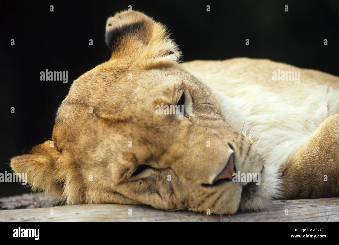 Sleeping Lioness Panthera leo Stock Photo - Alamy