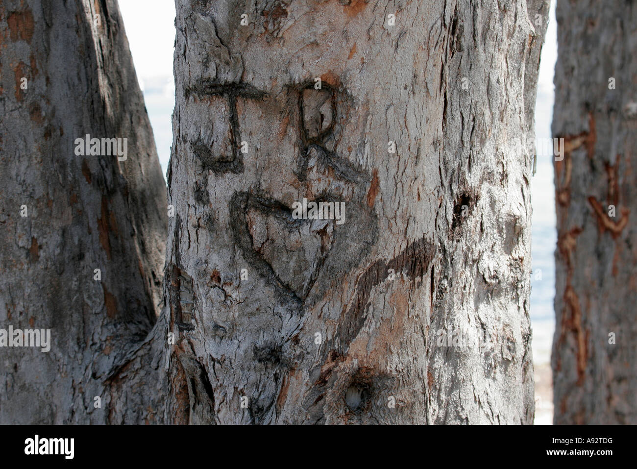 Miami Florida,tree trees trunk,carving,initials,heart,visitors travel ...