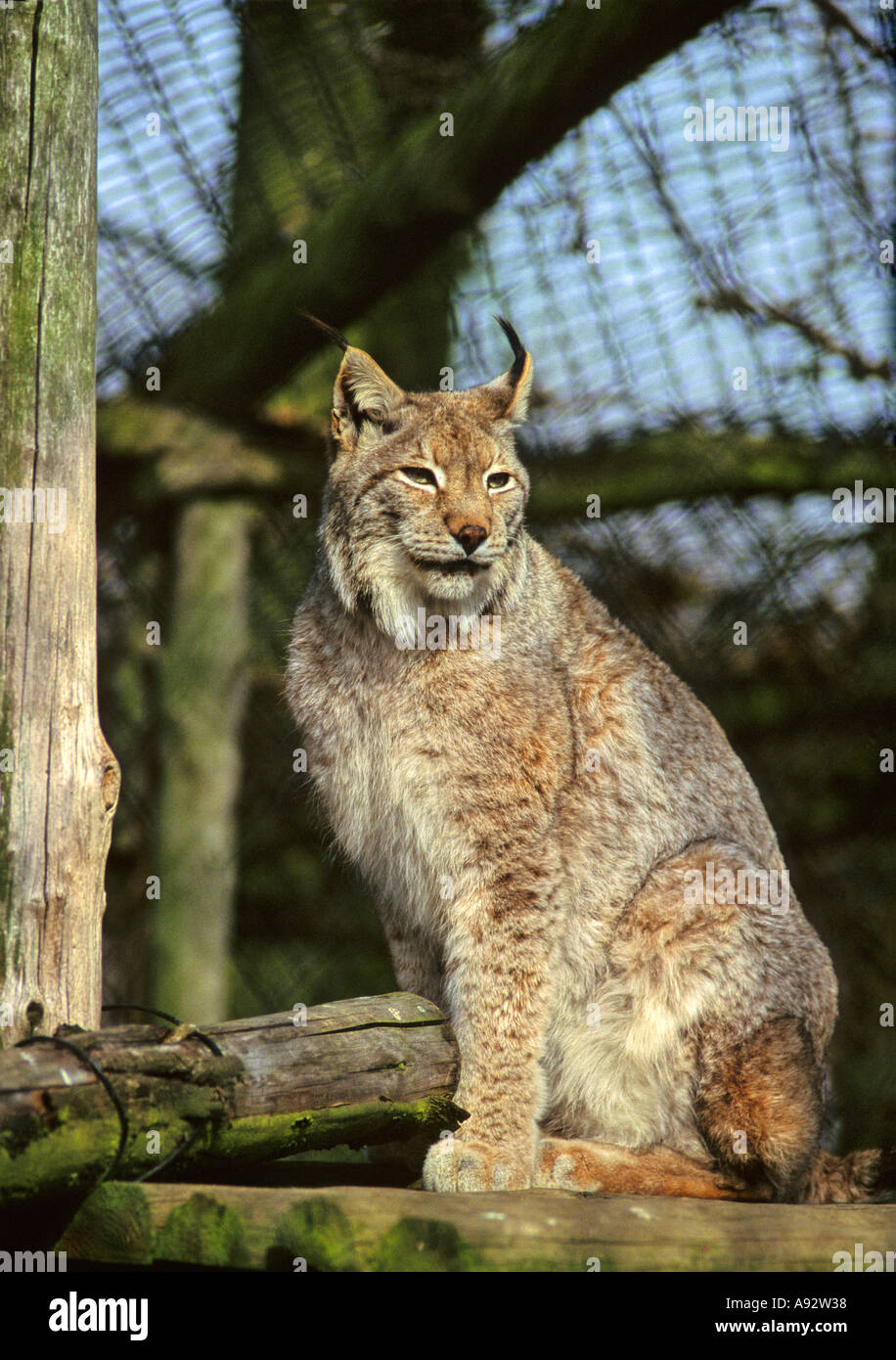 Siberian lynx Felix lynx Stock Photo - Alamy Siberian lynx Felix lynx Stock Photo - Alamy
