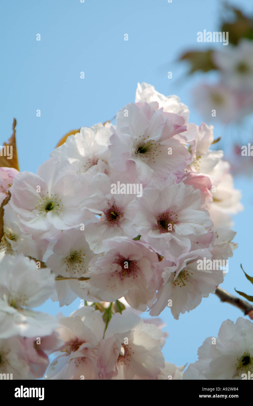 cherry blossom spring season flower springtime tree sprout sprouting ...