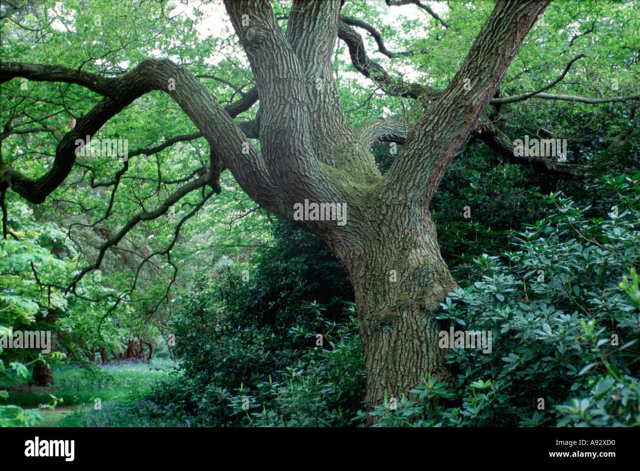 Oak tree late April Isabella Plantation Richmond Park Nr London uk ...