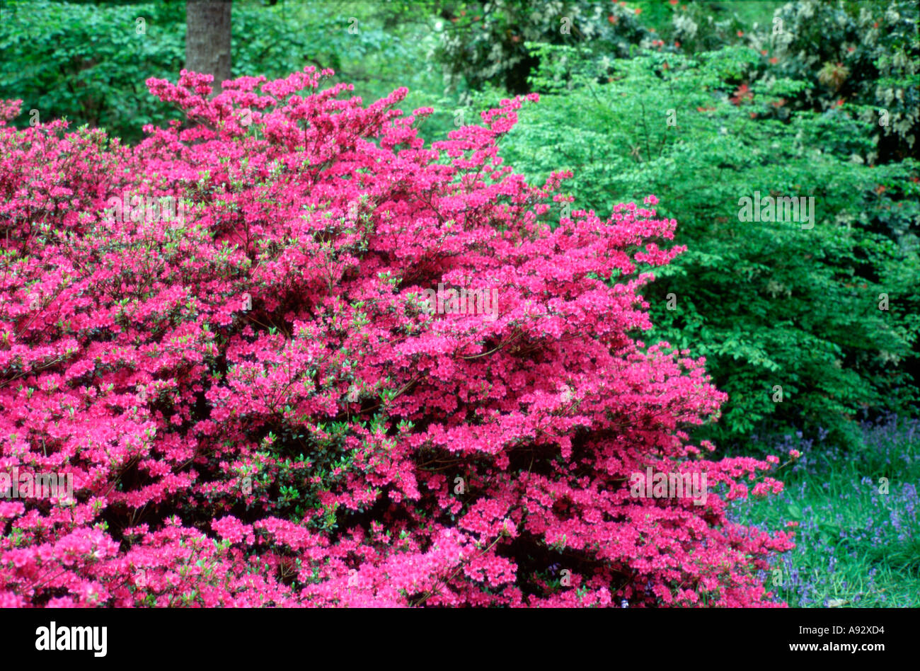 Azalea shrubs in late April Isabella Plantation Richmond Park Nr London ...