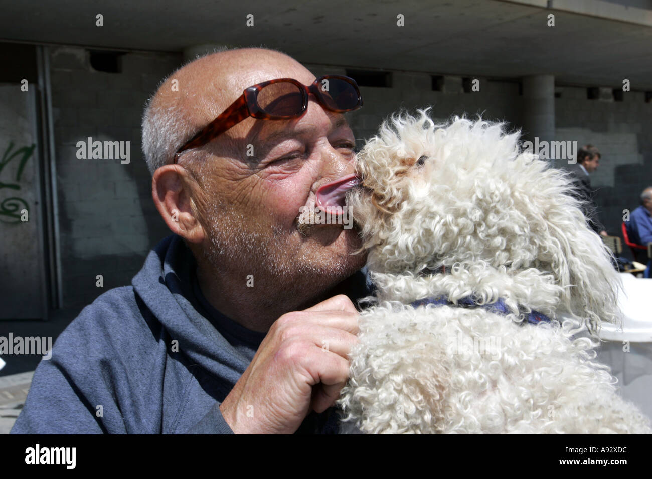 Dog showing affection to his owner Stock Photo - Alamy