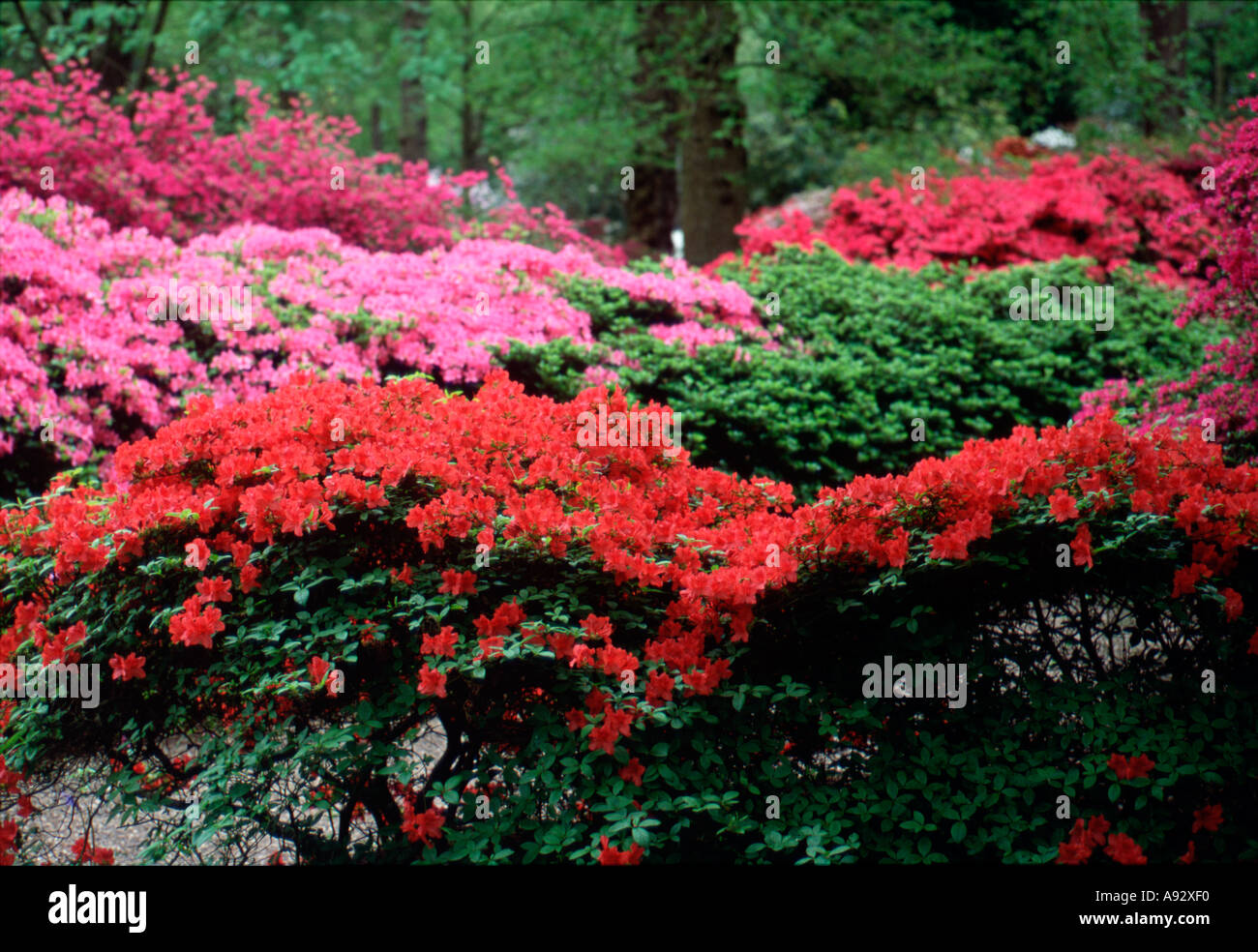 Azalea shrubs in late April Isabella Plantation Richmond Park Nr London ...