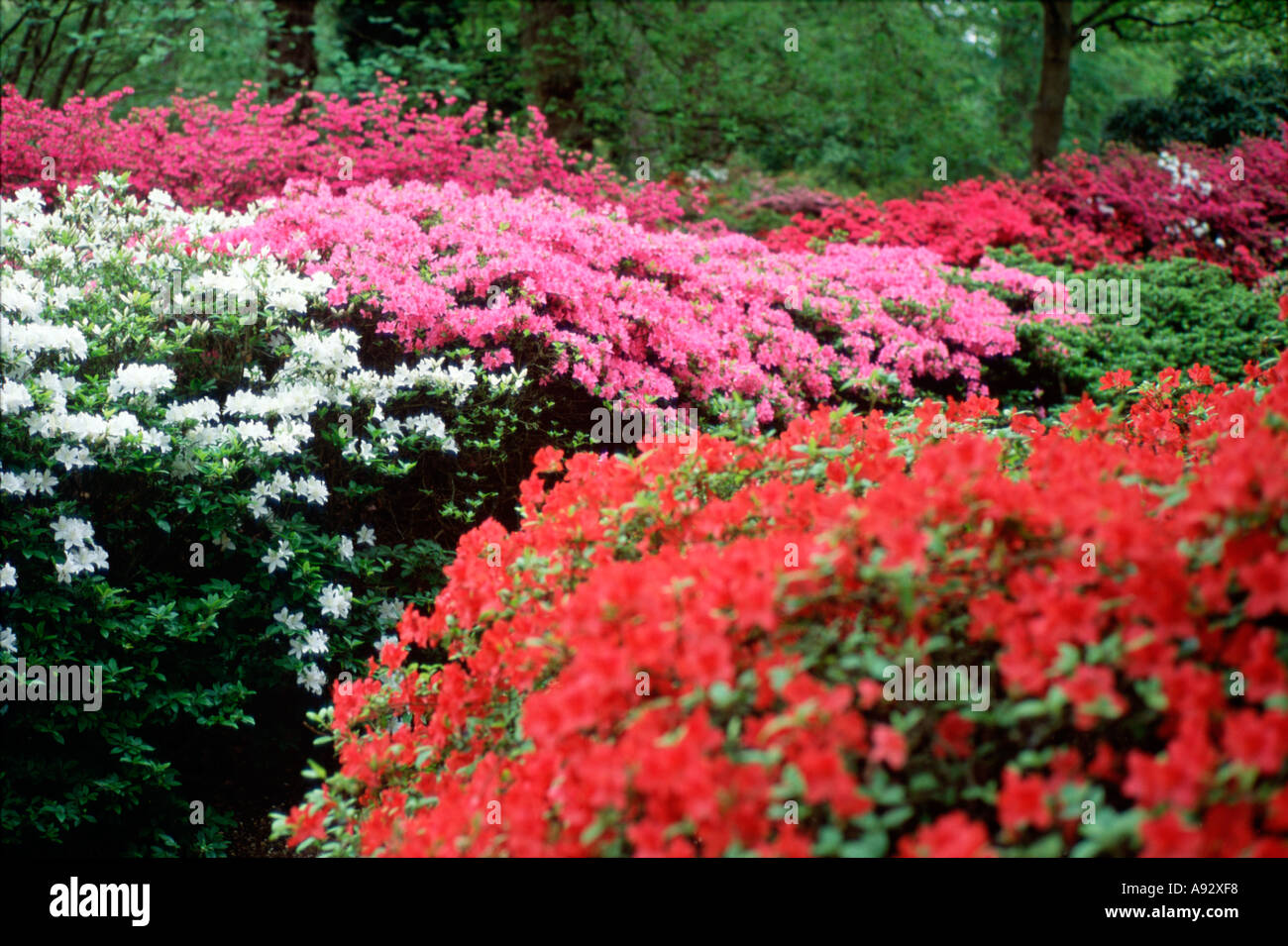 Azalea shrubs in late April Isabella Plantation Richmond Park Nr London ...
