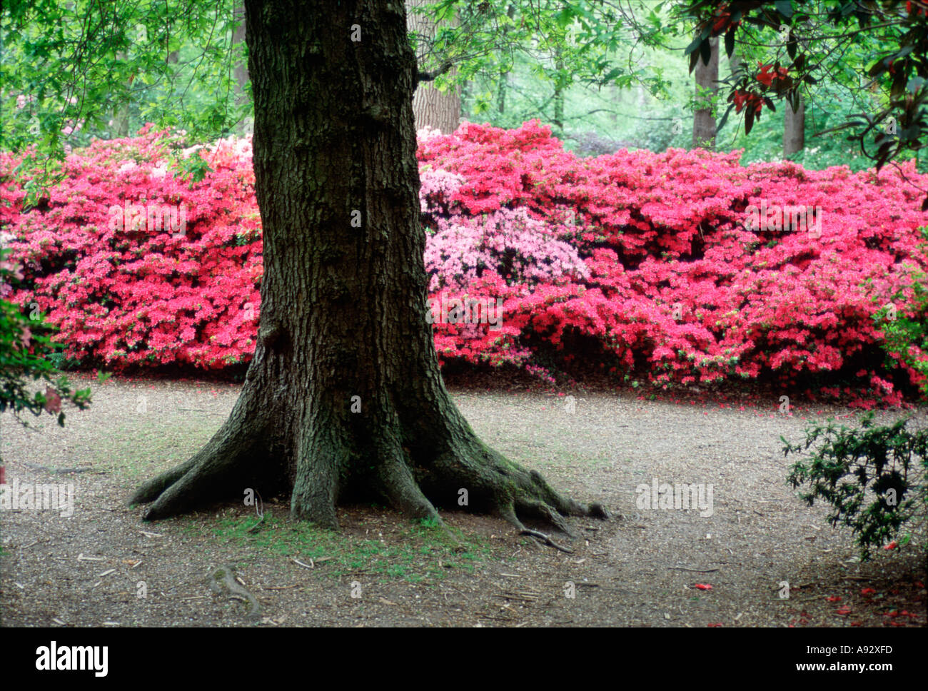 Azalea shrubs in late April Isabella Plantation Richmond Park Nr London ...