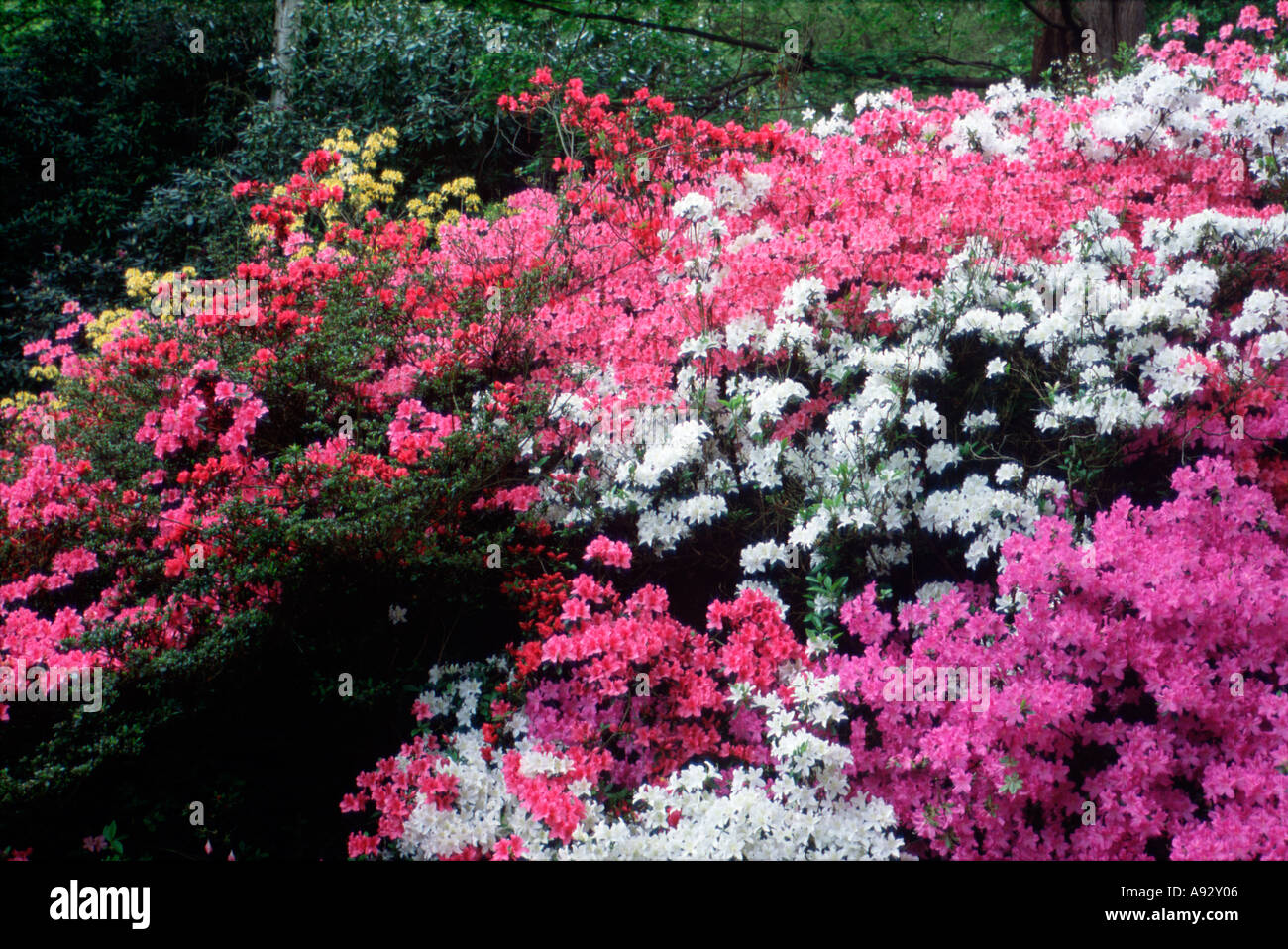 Azalea shrubs in late April Isabella Plantation Richmond Park Nr London ...