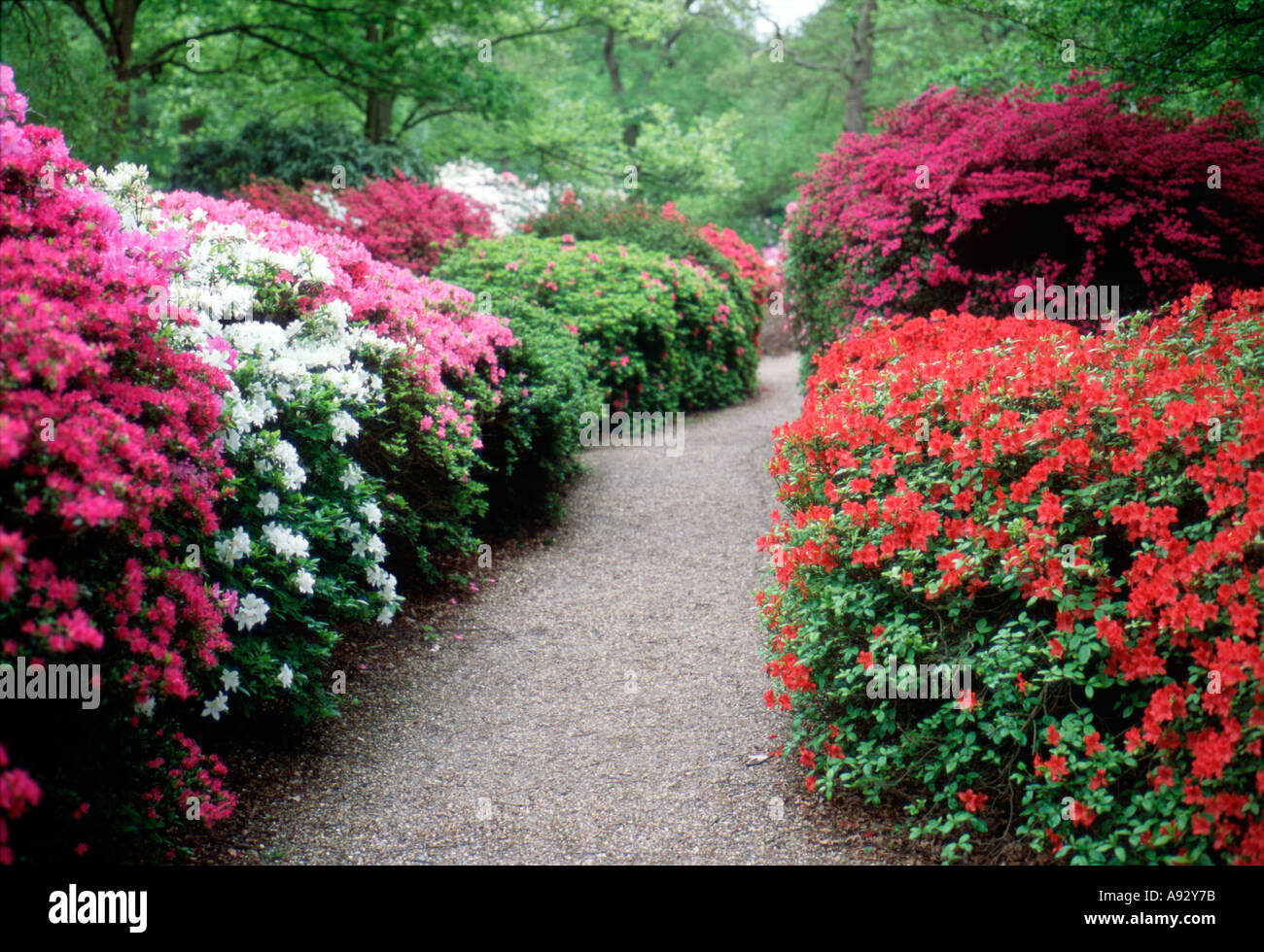 Path through Azalea shrubs in late April Isabella Plantation Richmond ...