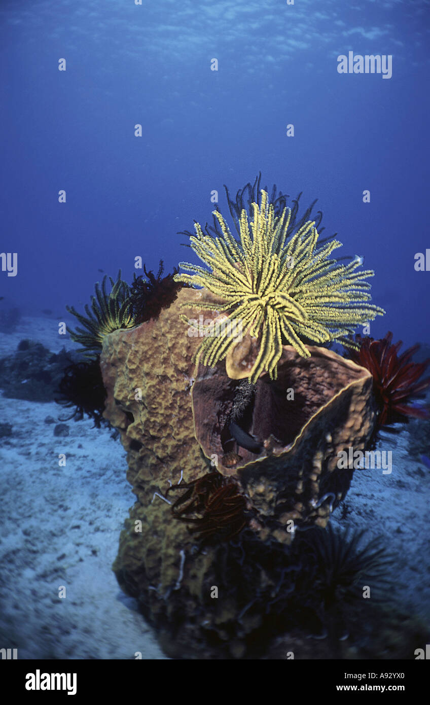Feather Starfish Barrel Sponge Stock Photo - Alamy