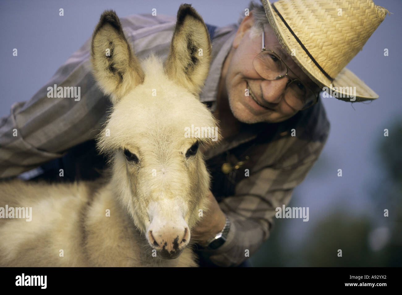 Donkey with collar hi-res stock photography and images - Alamy