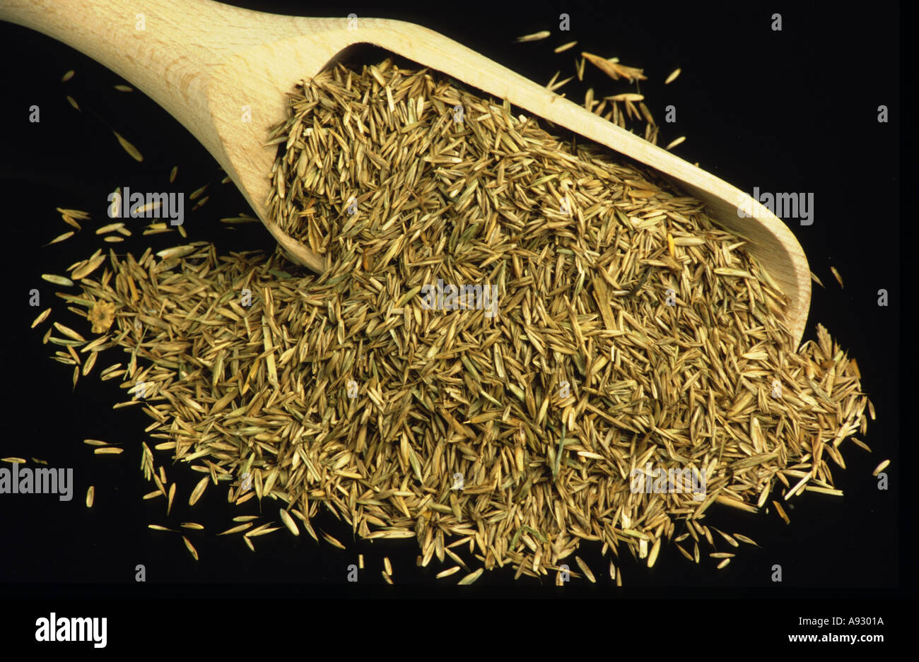 Hay Grass Seed Mixture at Naomi Marshall blog