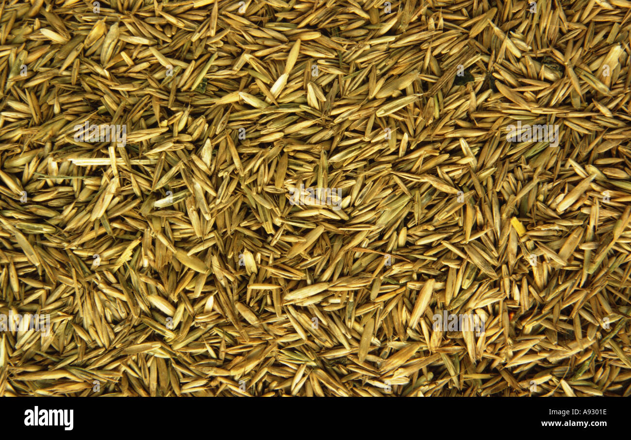 Mixture of seeds flowers grasses sieved from hay and used for medicinal ...