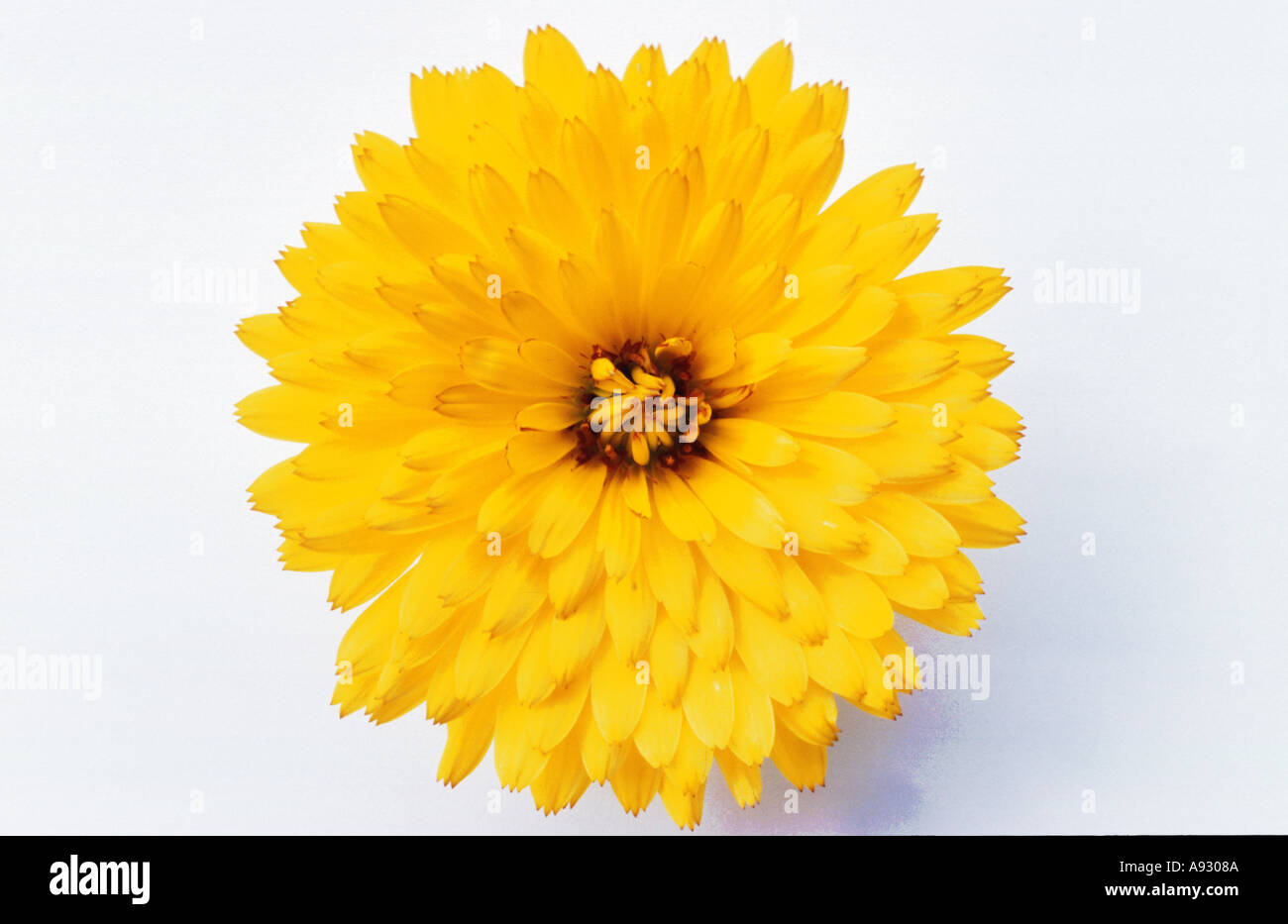 Calendula officinalis, pot marigold, ruddles, common marigold, garden ...