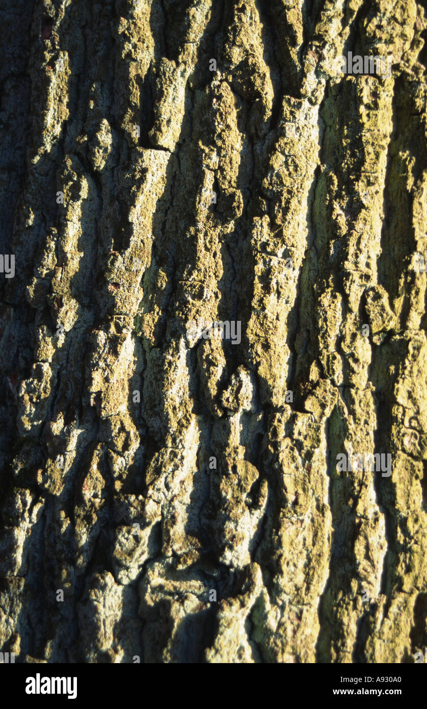 bark of an oaktree oak Stock Photo - Alamy